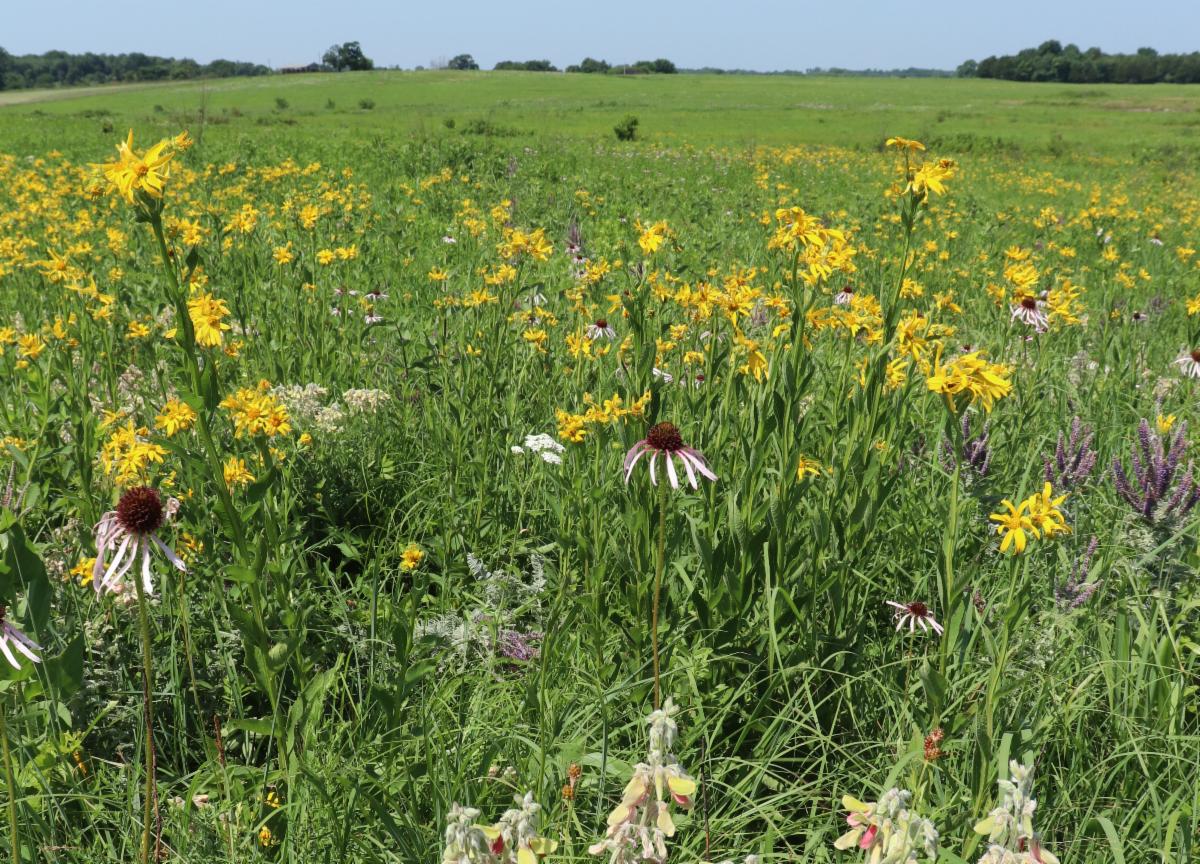 MPF Annual Dinner + July 3 Webinar: Bees of Glades & Woodlands + July ...