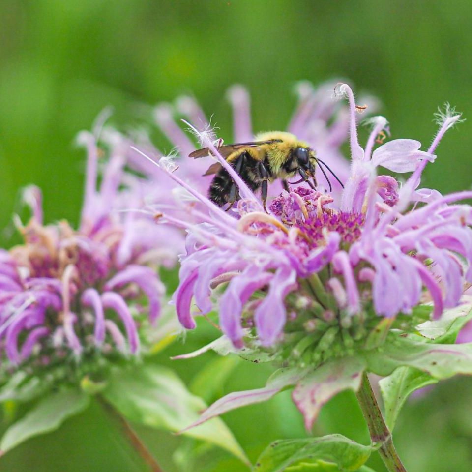 MPF Annual Dinner + July 3 Webinar: Bees of Glades & Woodlands + July 13: Turkey Foot Prairie ...