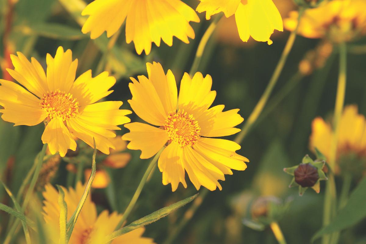 MPF Prairie BioBlitz Registration Open + May 8: Take a (Virtual) Hike ...