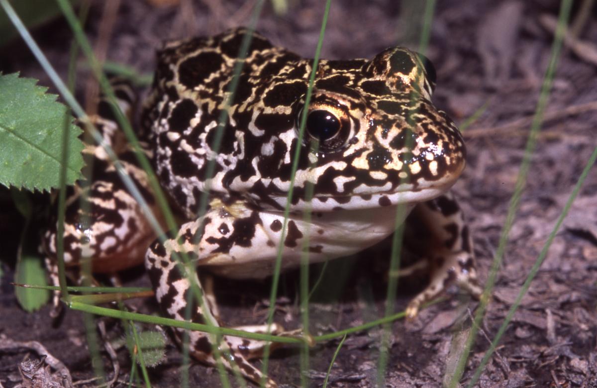 Dec 20 Rare Plant Webinar + Paothong Photography for MPF + Prairie ...