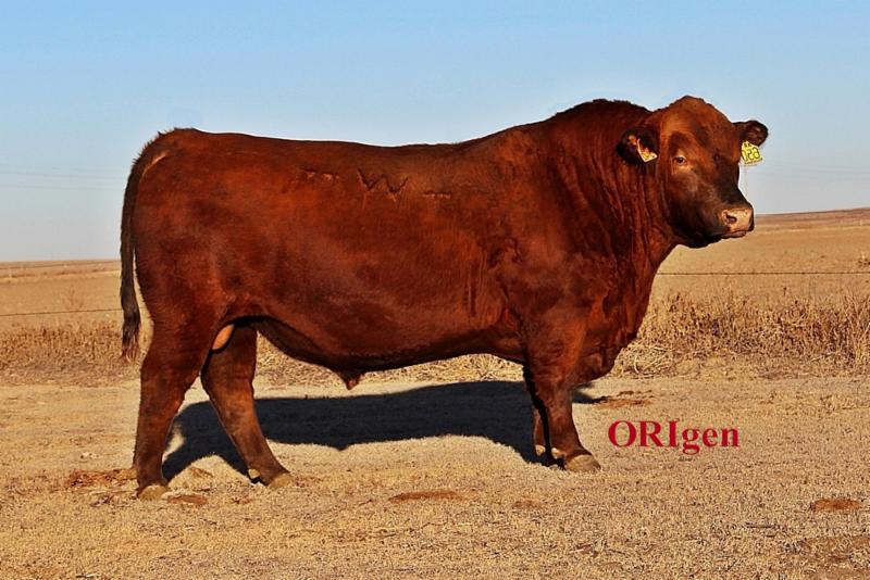 ORIgen's Red Angus Spring Special