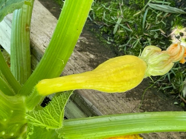 Mission Moment: First Produce Center Orders Go Out This Week