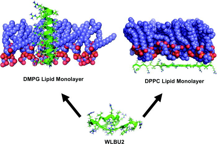 Joe Baio Appointed New Biointerphases Associate Editor