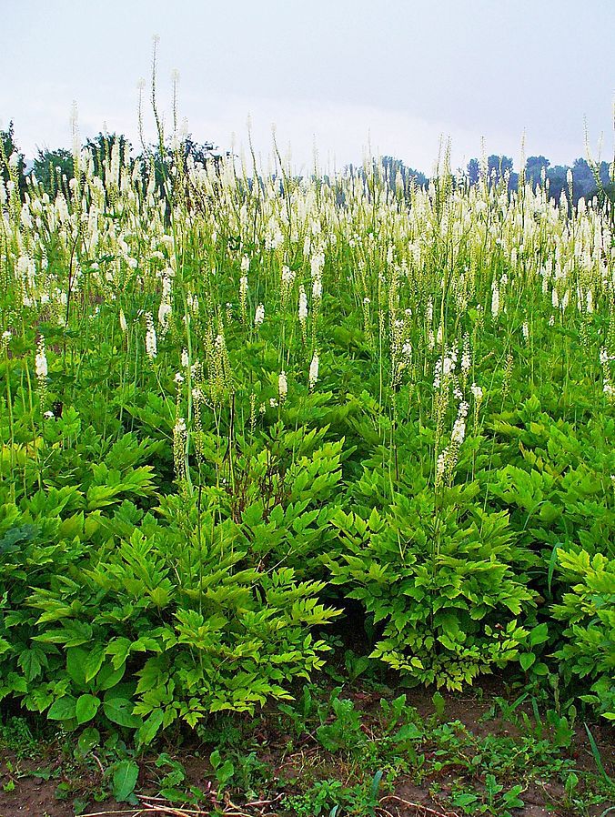 BSHS October Newsletter - Upcoming Events & Classes