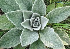 BSHS Newsletter October 5, 2025