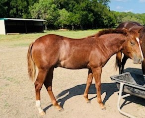 Foals sired by High Brow Cat