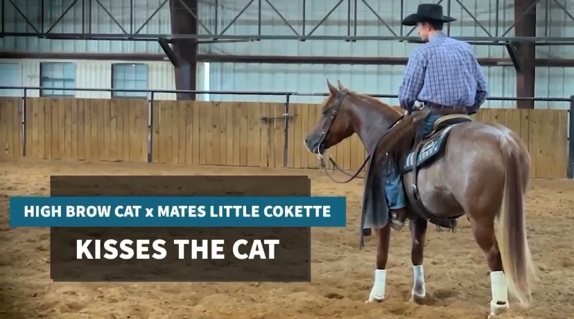 Foals sired by High Brow Cat