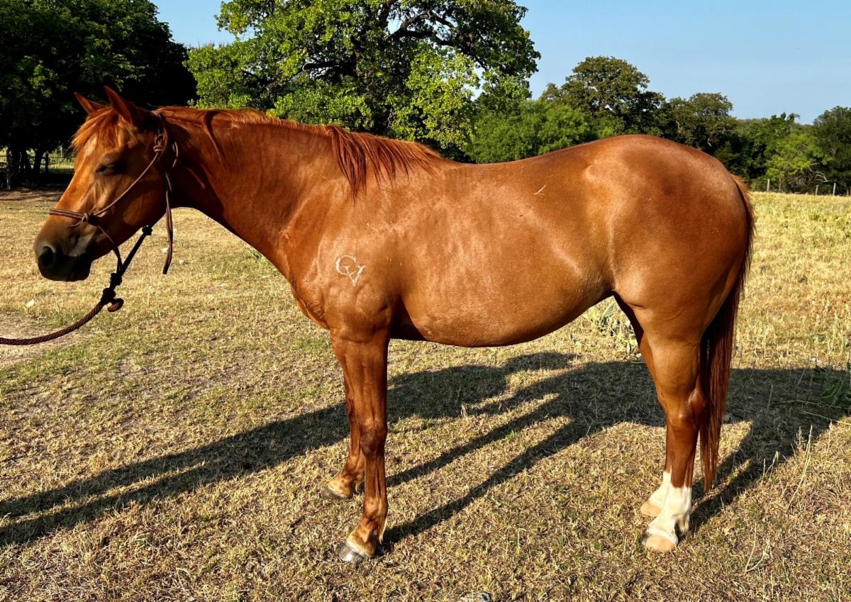 High Brow Cat offspring FOR SALE!!