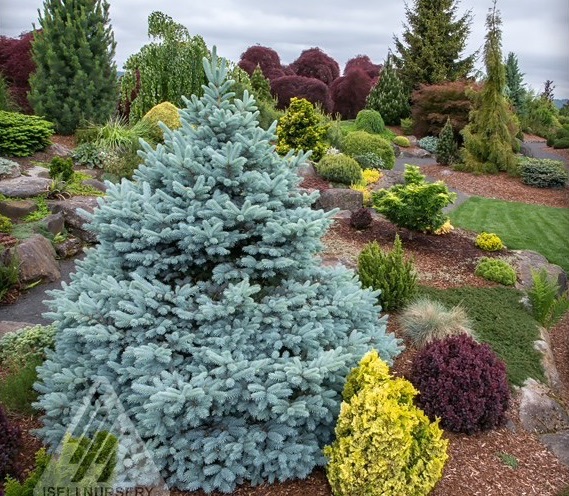 It's all about Conifers & Putting The Garden To Bed!