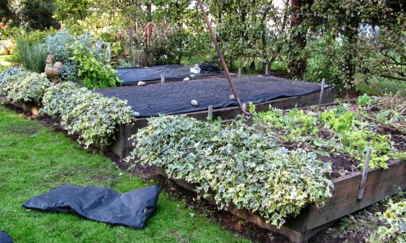 It's all about Conifers & Putting The Garden To Bed!