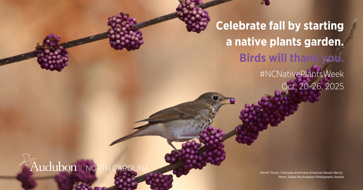 The Raven's Nest, October 2025