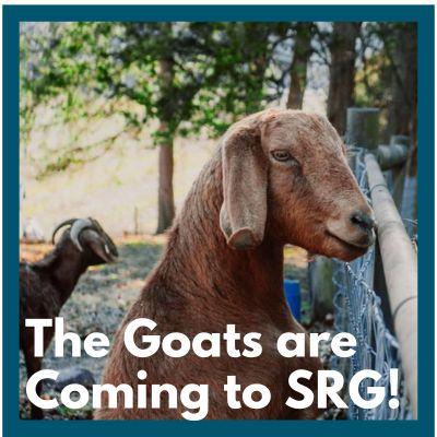 The Goats are coming!