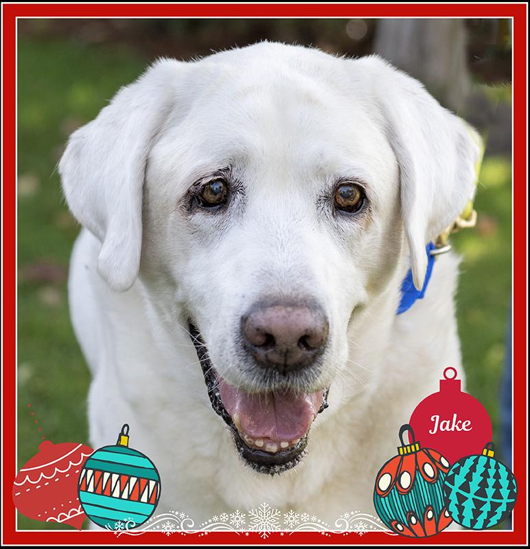 Christmas Wishes from Some Very Special Dogs