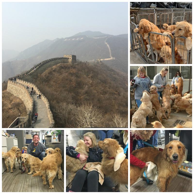 They Have Arrived! The China Dogs Rescue Mission of Love
