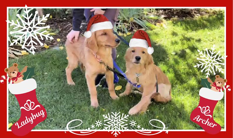 Christmas Wishes from Some Very Special Dogs