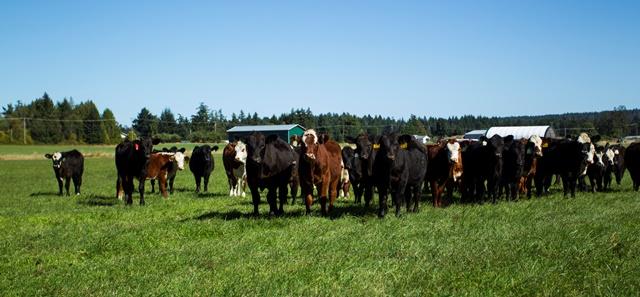 Springford Farm Market eNewsletter