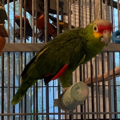 Phoenix Beakin': Join us for a talk on wild parrot behavior, 2021 ...