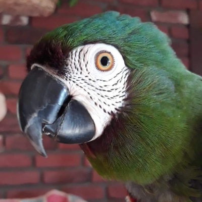 Phoenix Beakin': Join us for a talk on wild parrot behavior, 2021 ...