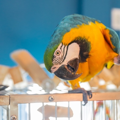 Phoenix Beakin': Join us for a talk on wild parrot behavior, 2021 ...