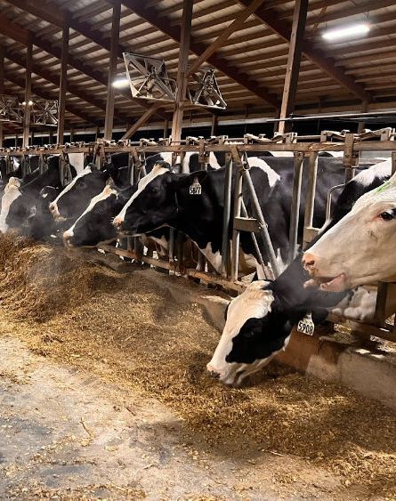 MSU Extension News Cattle Biosecurity Digest