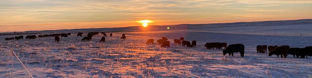 Forage and Livestock eNews