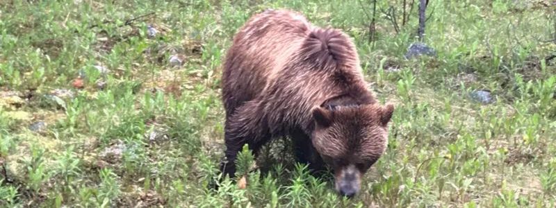 Avoid Wildlife Incidents