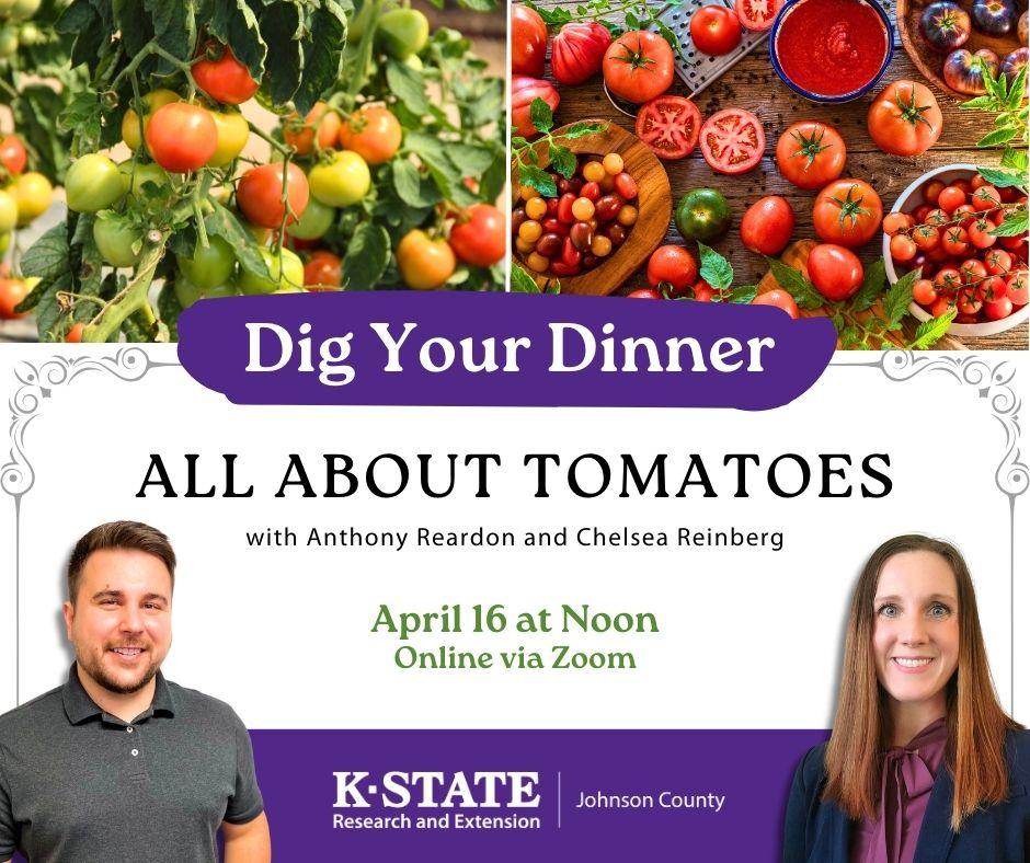 Dig Your Dinner: All About Tomatoes