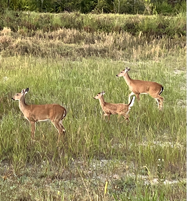 On High Alert: Florida White-Tailed Deer observed here at Babcock Ranch ...