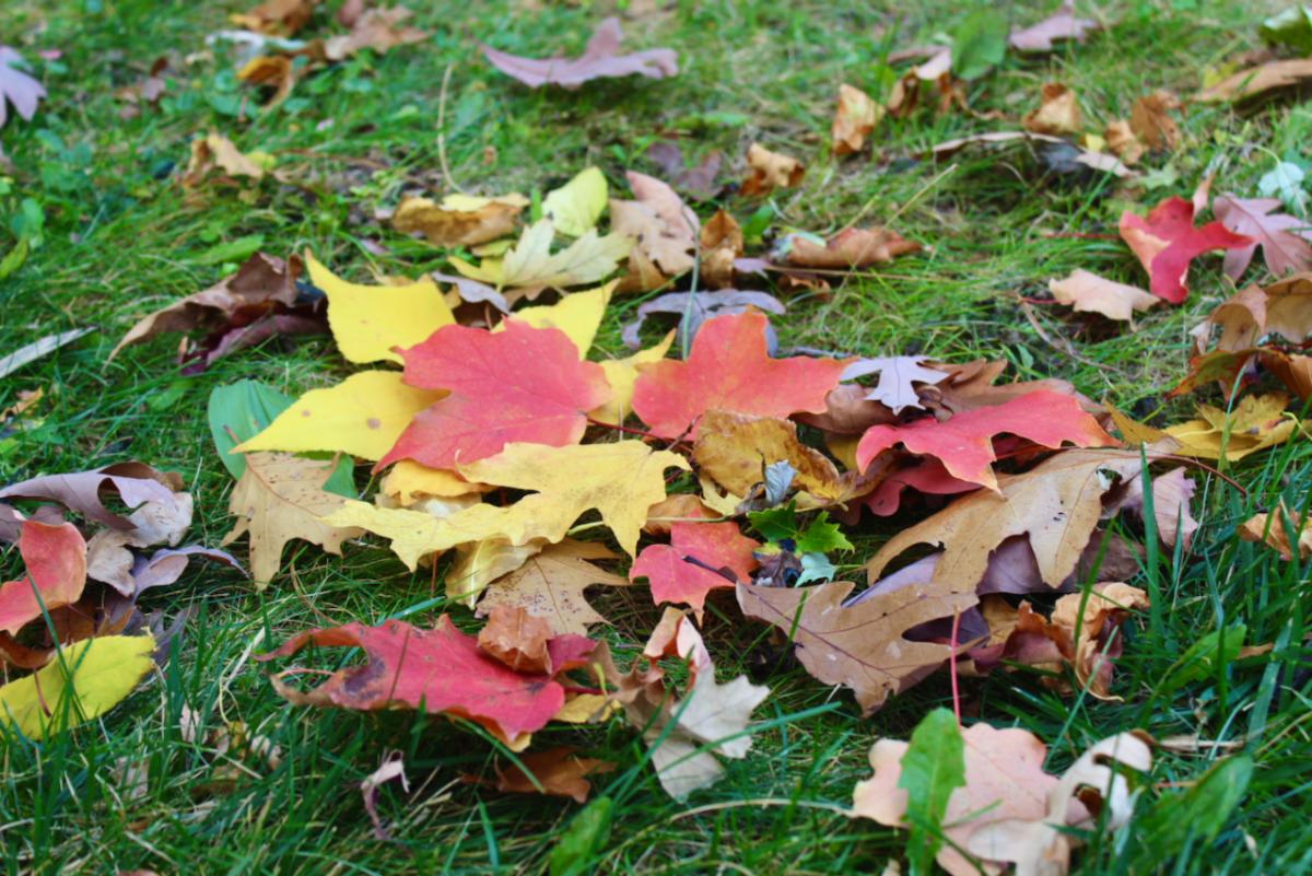 Loose Leaf Collection Begins, Notice from the Police Chief, Trick-or ...