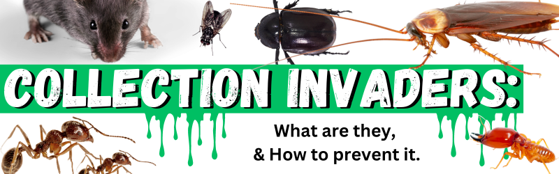 Collection Invaders: What are they, & How do I prevent it?