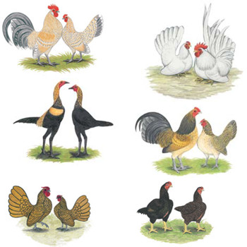 2/22 Weekly Hatch Specials