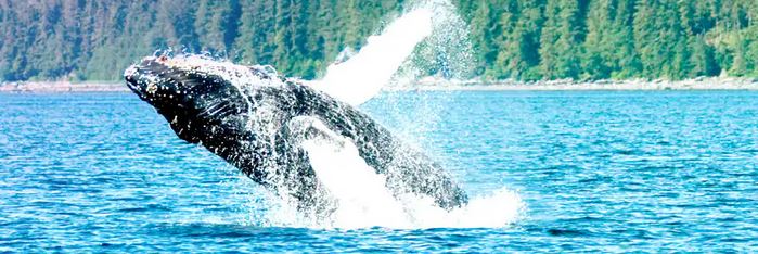 Everything you need to know about the Alaska Cruise