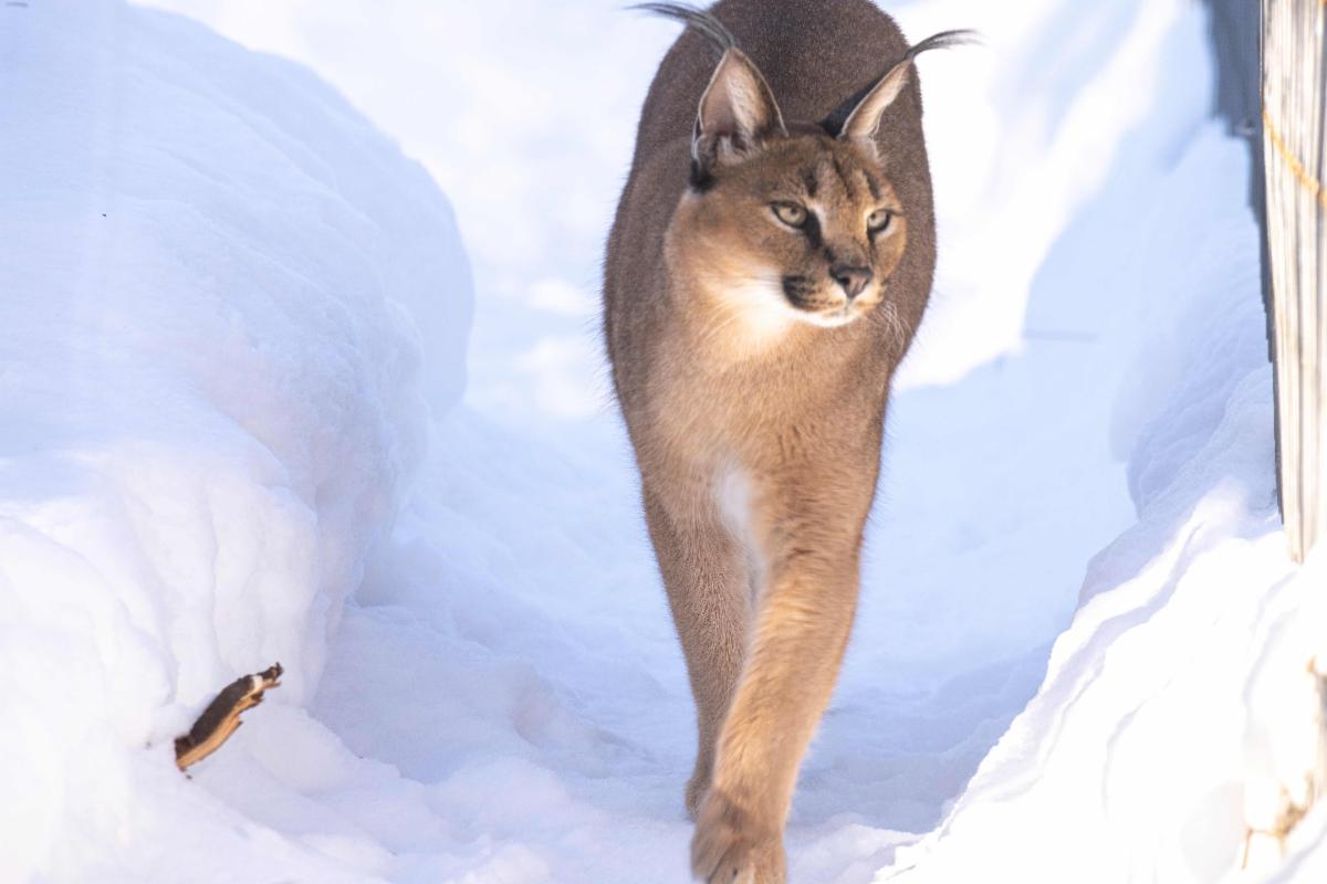 Uh oh, our truck & trailer are dying - HELP? 🚨🆘🚨