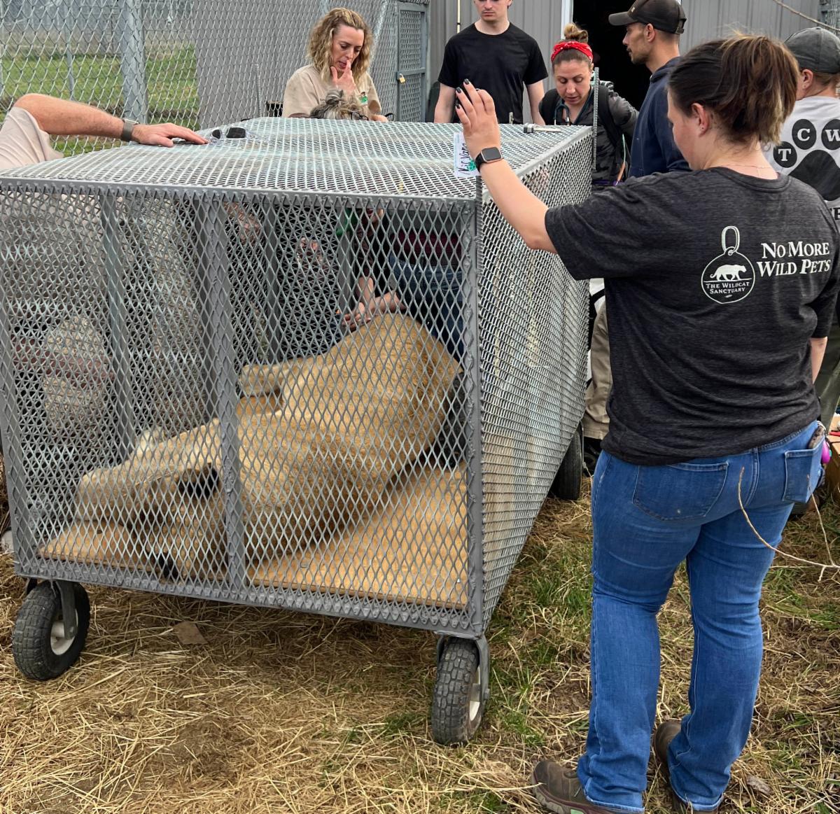 Orphaned baby lion & 2 adults, we're in Canada rescuing them now!
