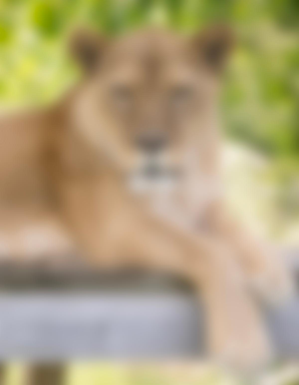 4 Witness Protection Cats, sharing their progress