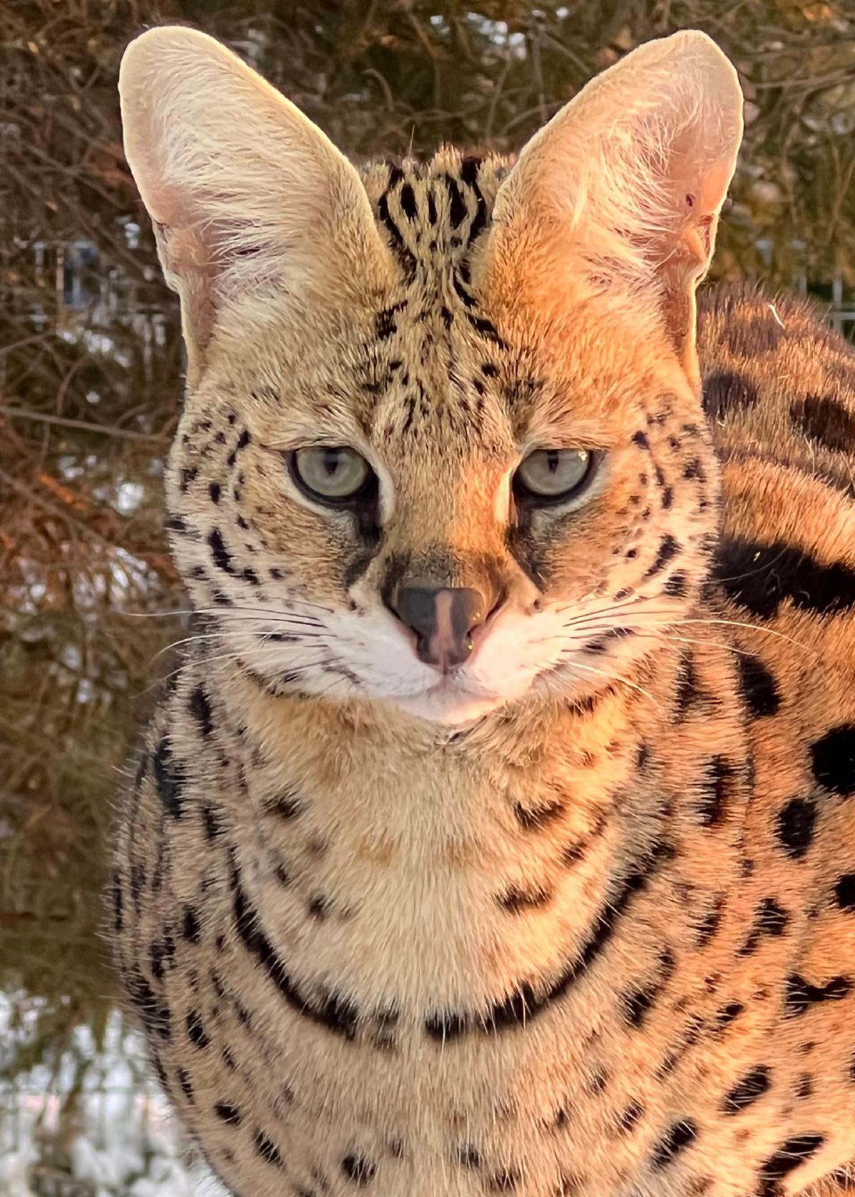 4 Witness Protection Cats, sharing their progress