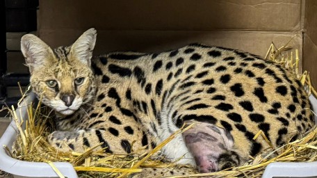 4 Witness Protection Cats, sharing their progress