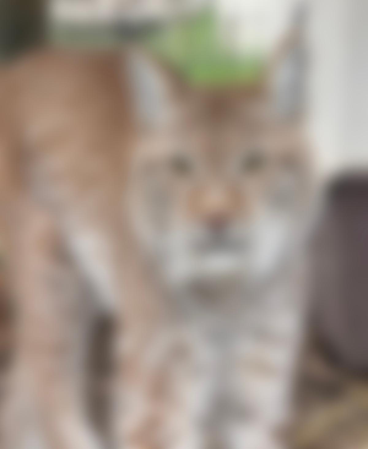 4 Witness Protection Cats, sharing their progress