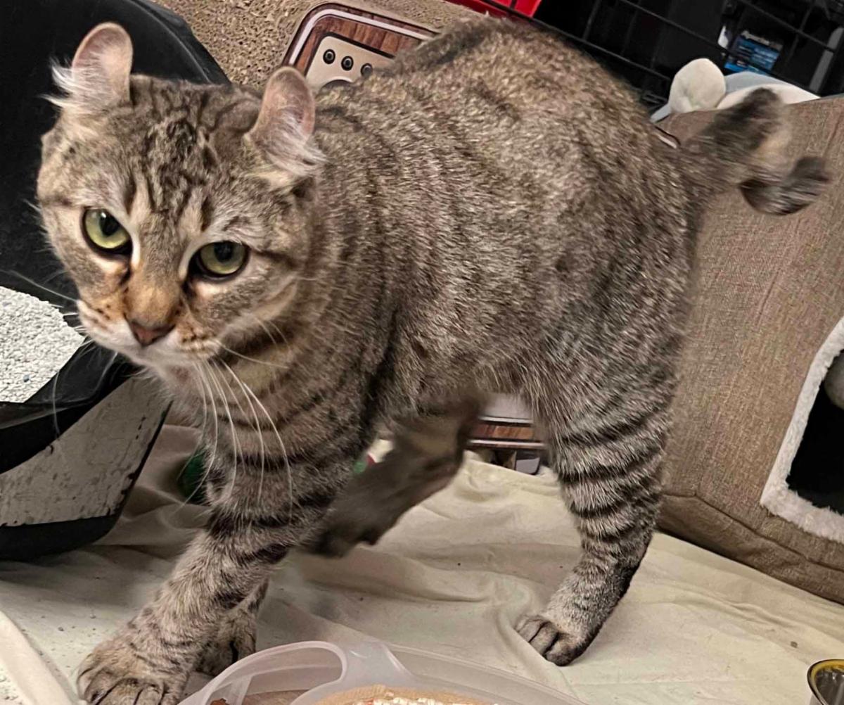 We rescued 6 cats in critical condition this week!