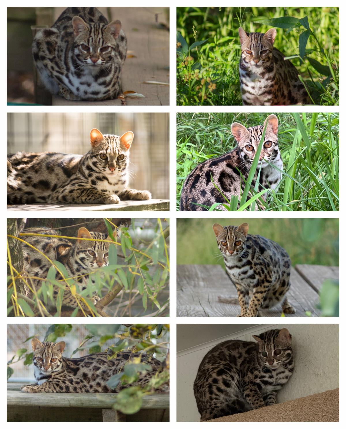 BIG NEWS - Oregon cats permanent custody announced