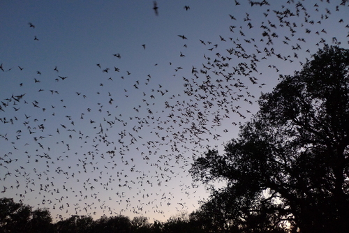 WATCH a Bat Release at Mission Trails and Register for New Bat Walks