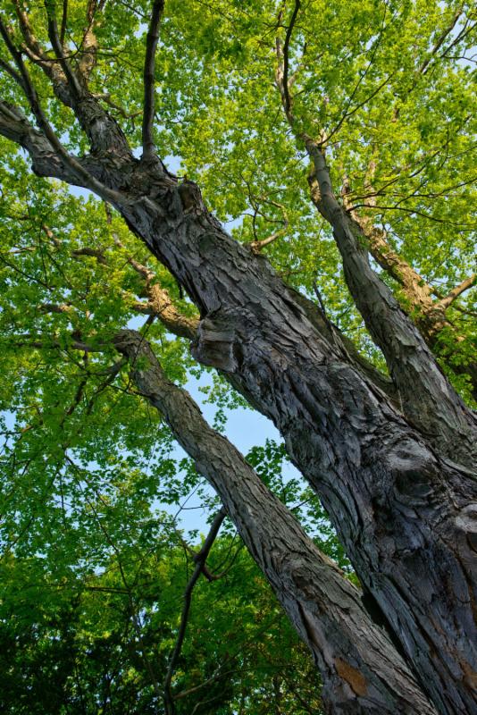 Sister Helen David Brancato's exhibit opens on Sunday