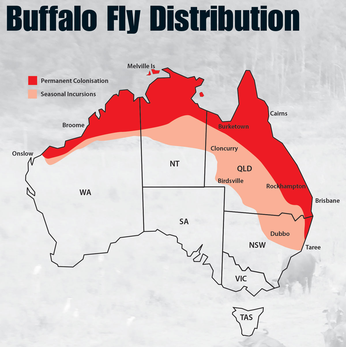 🍙 After the rain.... Buffalo flies will be more active. Fly, Tick ...