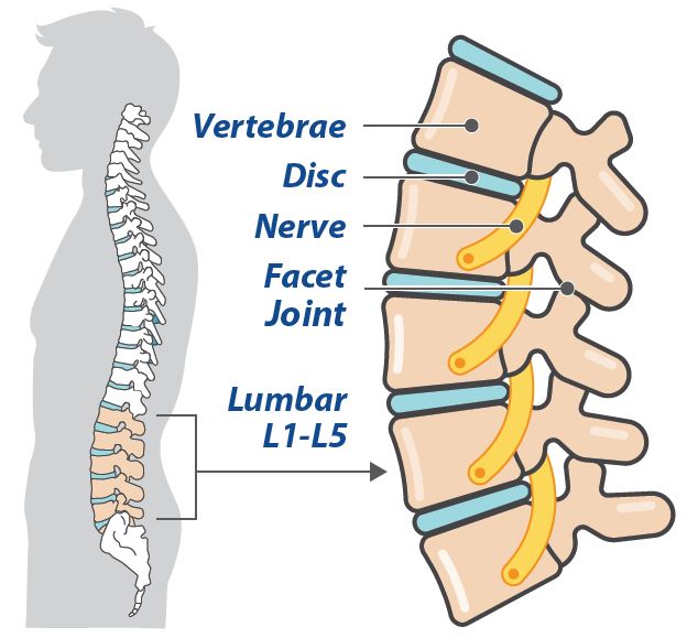 What Do You Know About Low Back Anatomy?