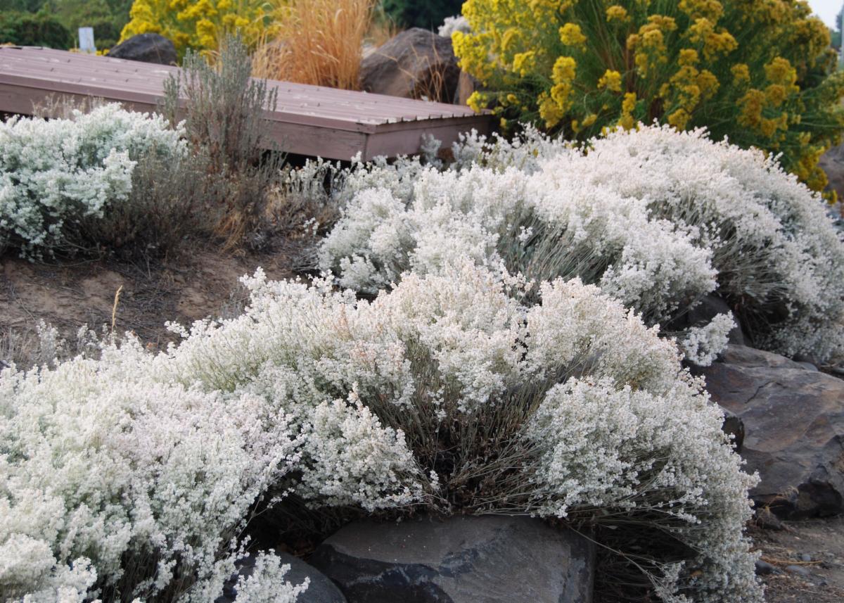 The Weekly Leaf: Snow Buckwheat, Preschool with Birds, Flowering ...