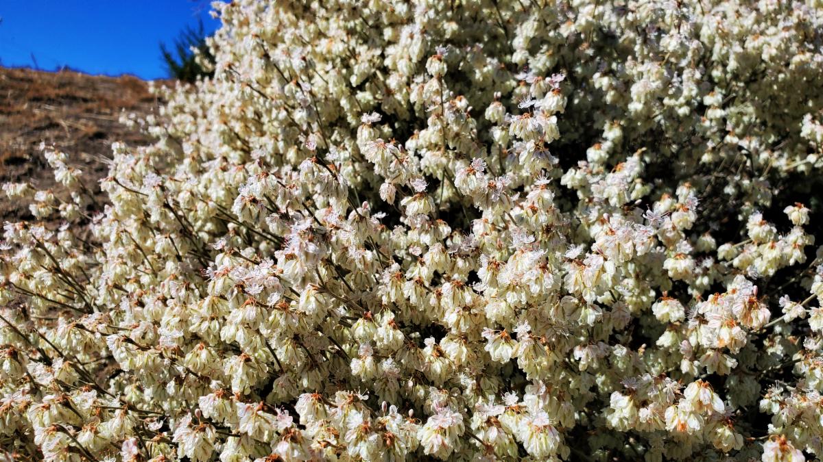 The Weekly Leaf: Snow Buckwheat, Preschool with Birds, Flowering ...