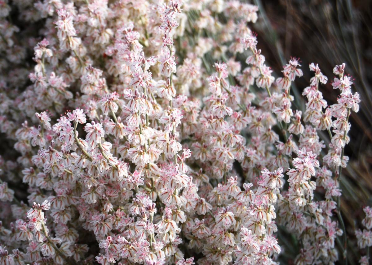 The Weekly Leaf: Snow Buckwheat, Preschool with Birds, Flowering ...