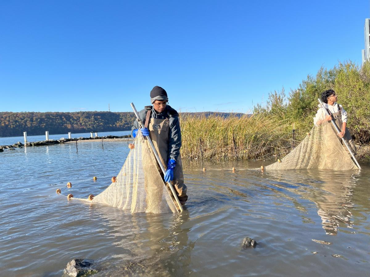 FREE Seining this Saturday