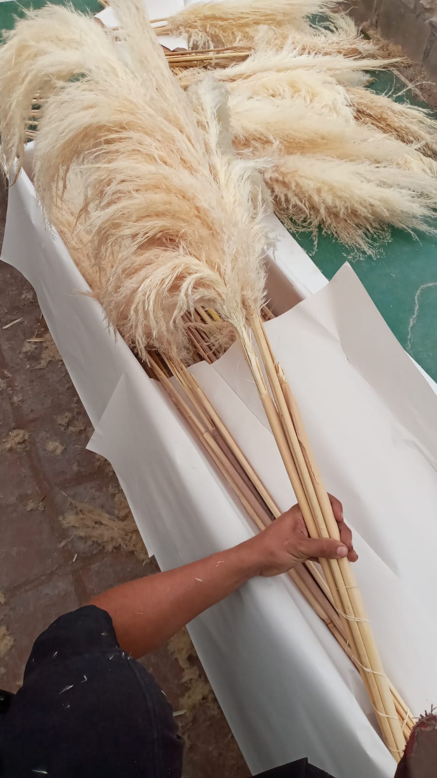 Great Prices Dried Bleached And Tinted Peruvian Pampas Grass