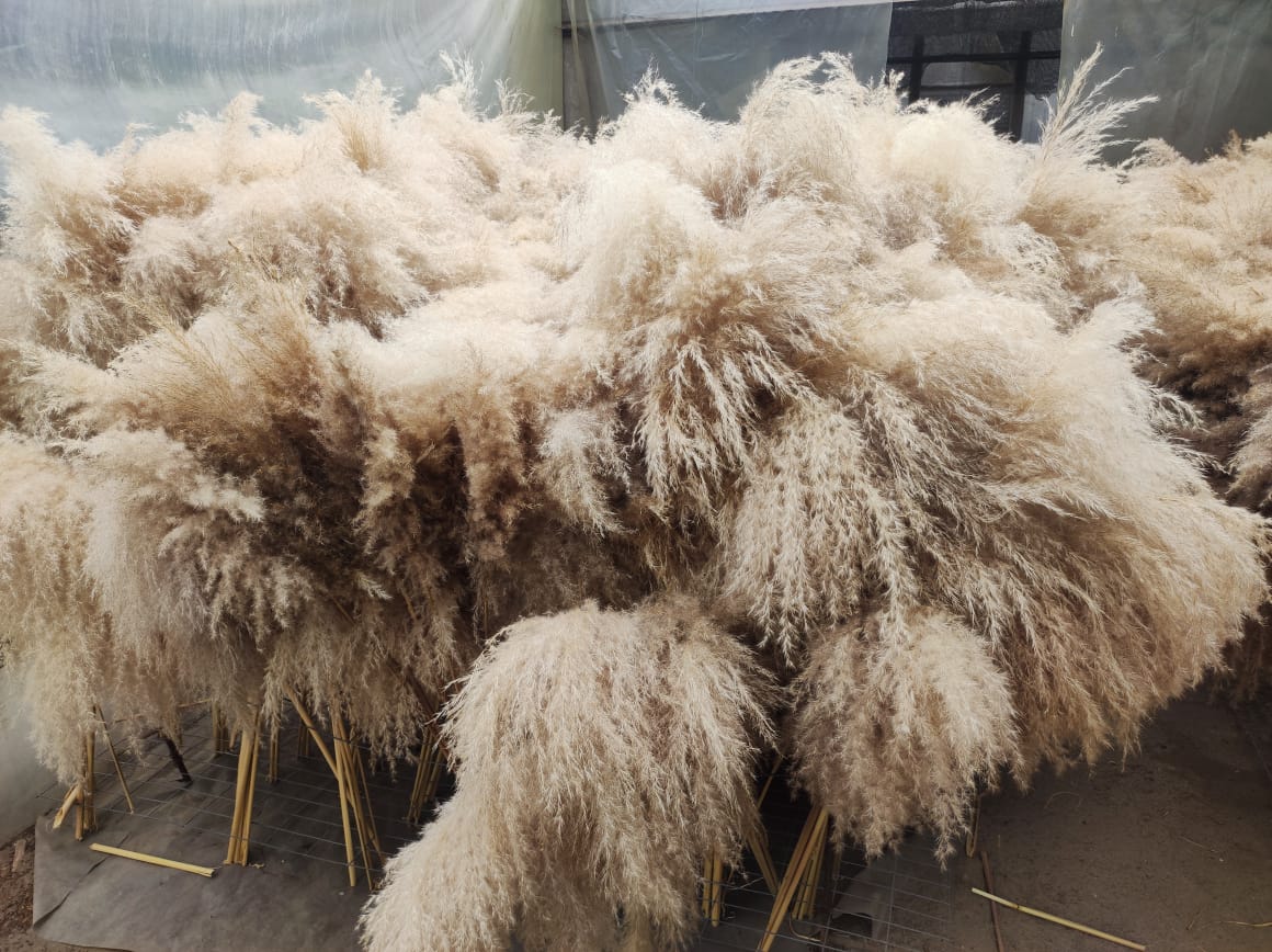 Great Prices, Dried, Bleached and Tinted Peruvian Pampas Grass